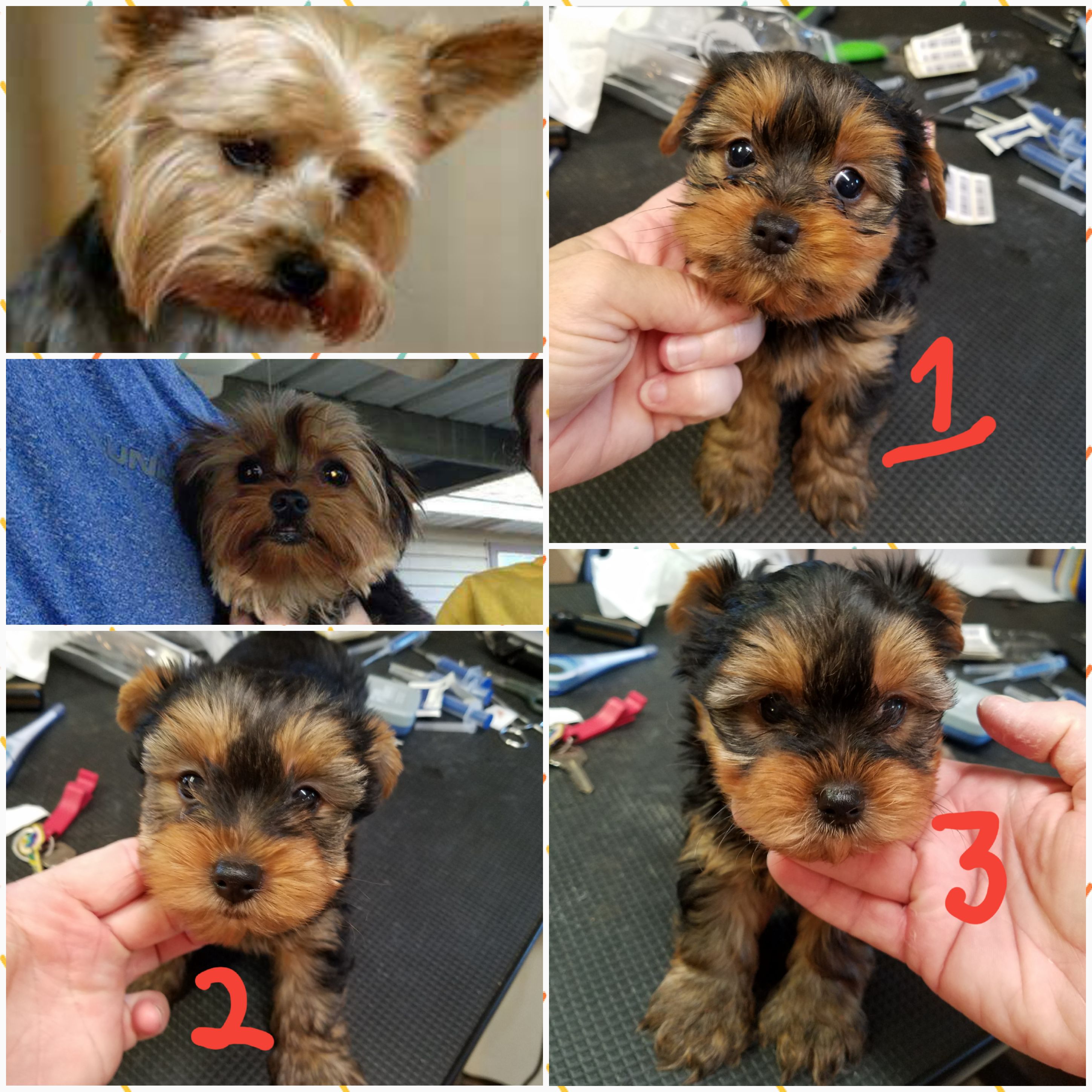 YorkiePoosforSale